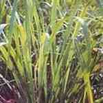 Gingergrass - Cymbopogon martinii var 薑草精油 芳香療網