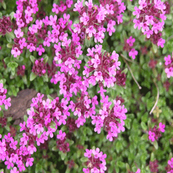 Thyme Red - Thymus serpyllum 紅百里香精油 芳香療網