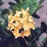 Mullilam - Zanthaxylum limonella 木里嵐有機純露 芳香療網